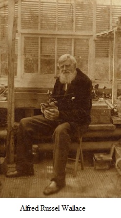 Teoria de Wallace, Walacismo